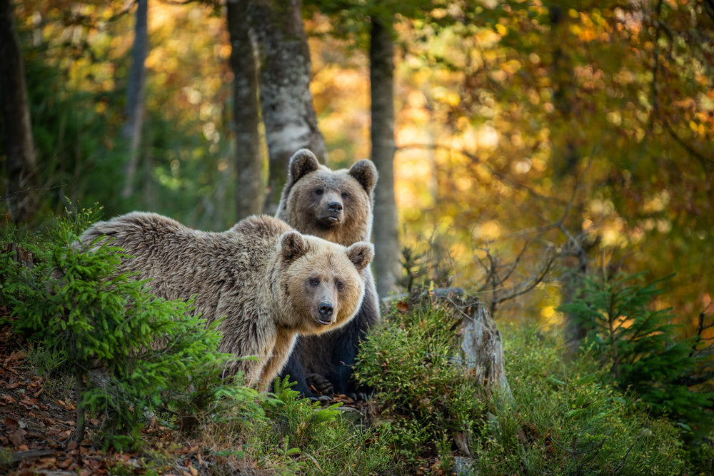 Brown Bear In Autumn Forest Wall Mural