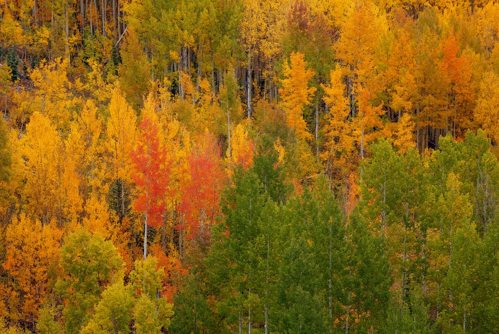 Autumn Contrast Wall Mural