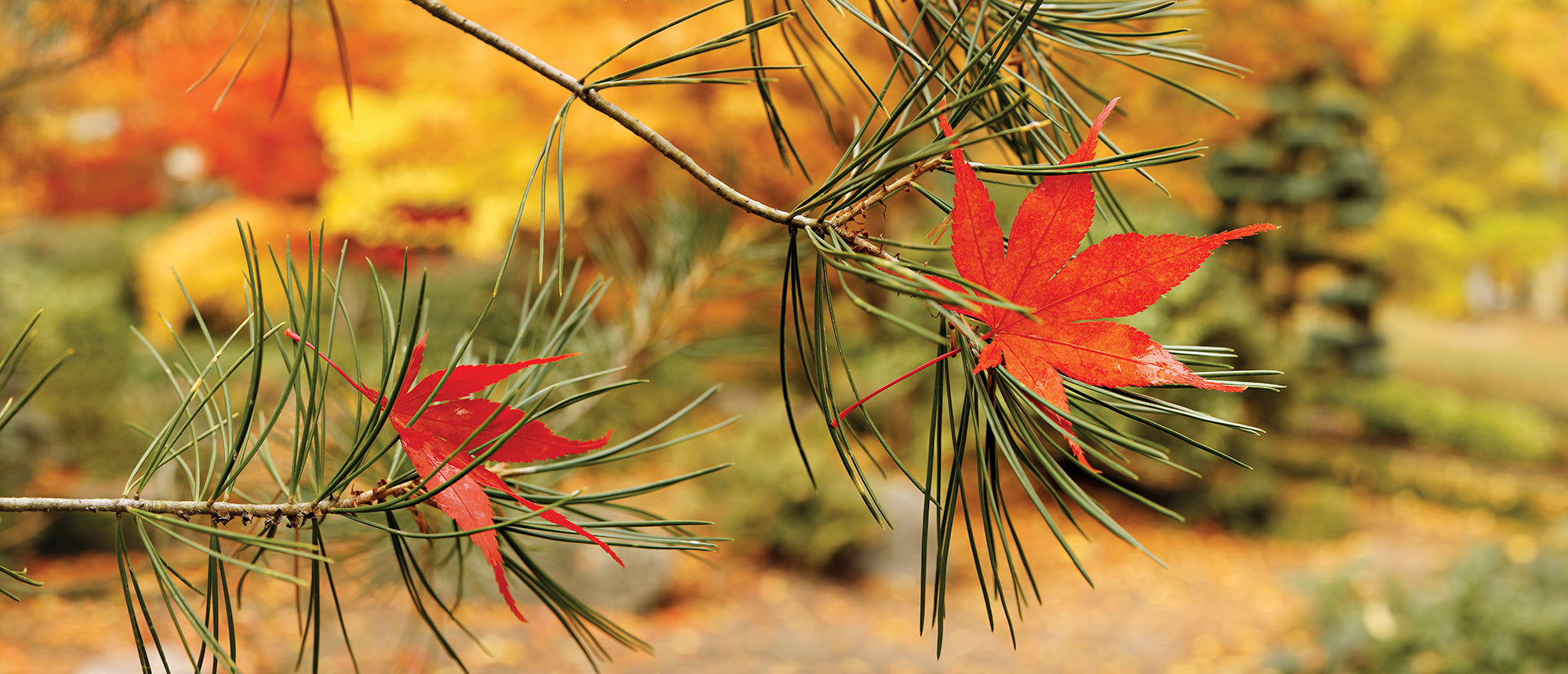 Maple Leaves Stuck On A Pine Tree Branch, Oregon, USA Wall Mural