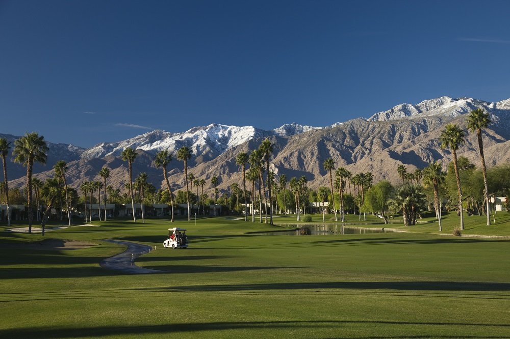 Palm trees in a golf course, Desert Princess Country Club, Palm Spring
