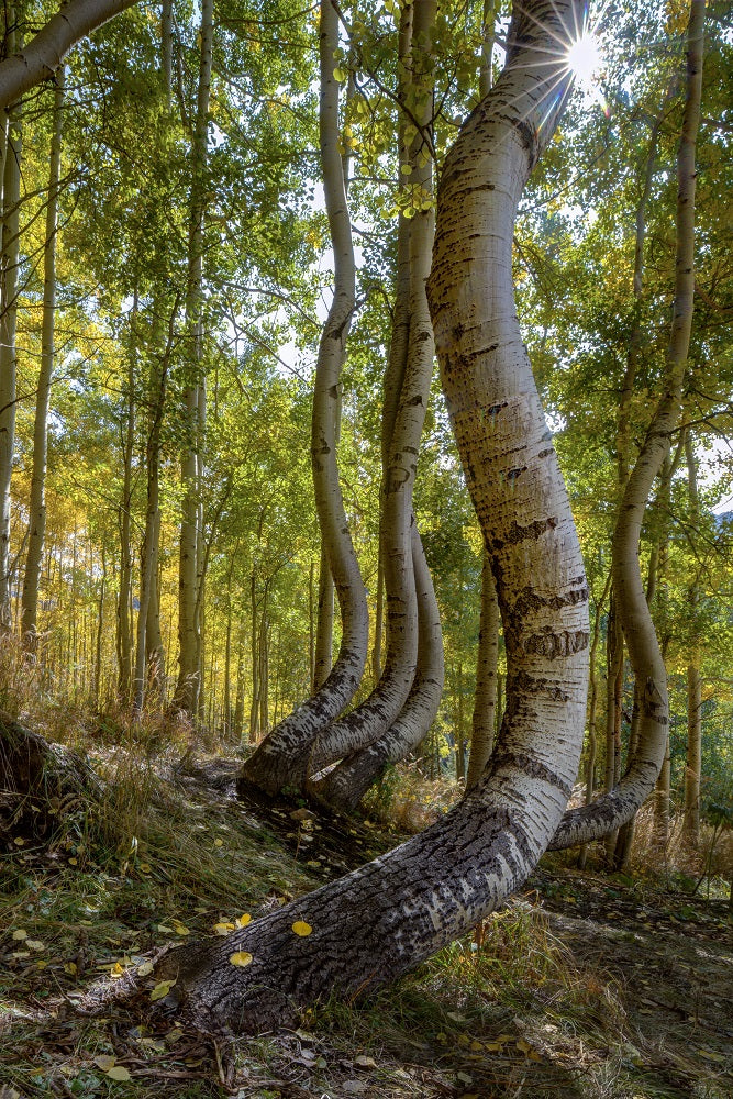 Dancing Aspen Trees Wall Mural