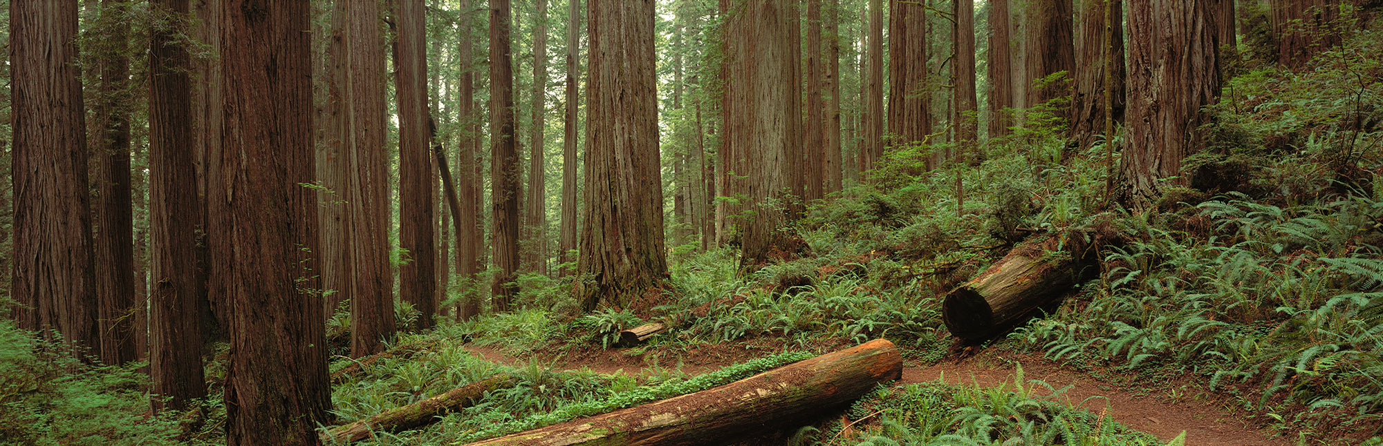 Lush Forest With Path, Jedediah Smith State Park, California, USA Wall