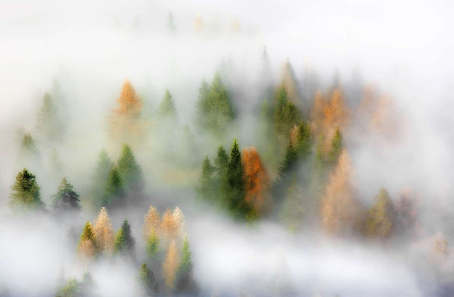 Fog Running Through The Trees Wall Mural