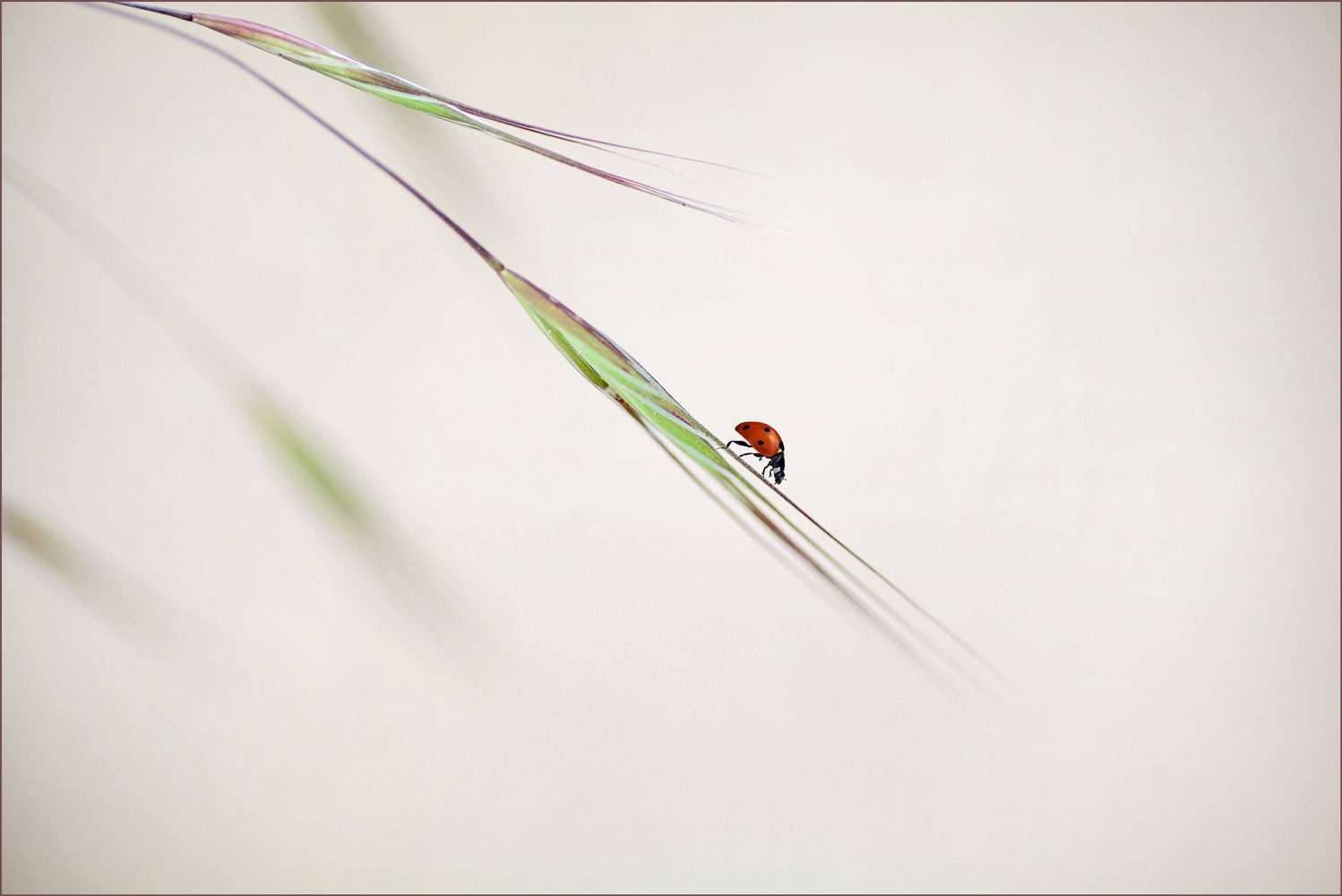 Ladybird Stroll Wall Mural