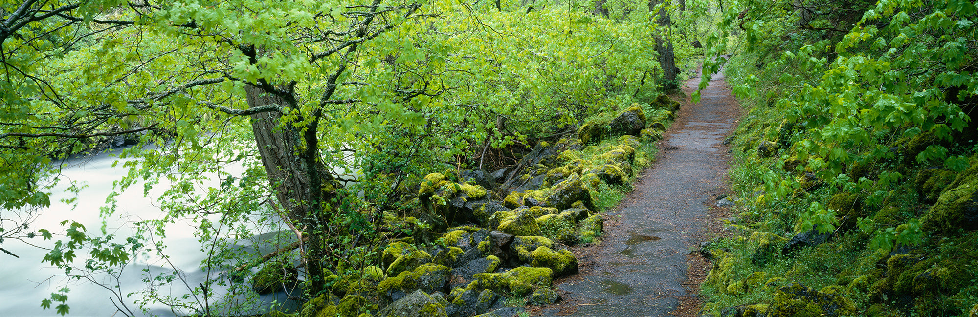 Path Along A River In The Forest, Burney Creek, Mcarthur-Burney Falls