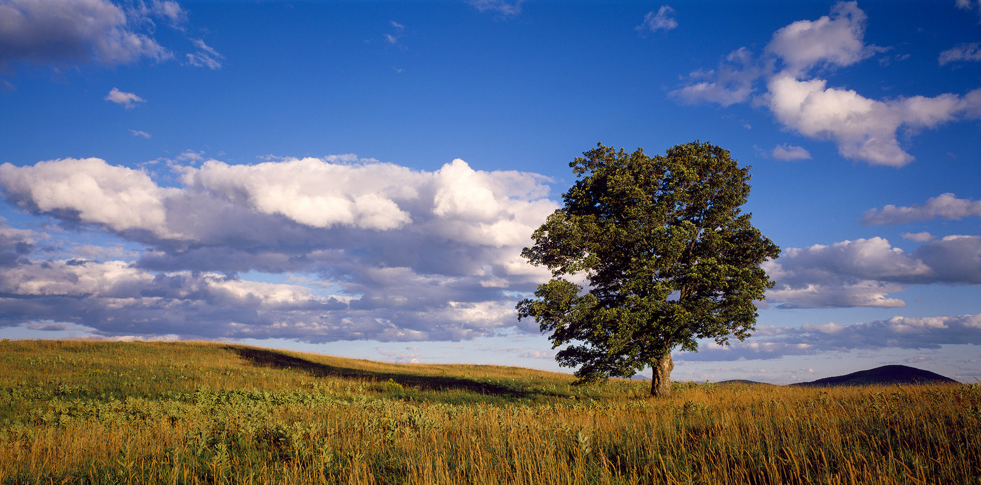 Tree In A Field, Peacham, Caledonia County, Vermont, USA Wall Mural
