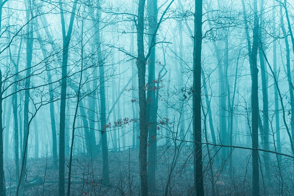 Foggy Barren Trees 5 Wall Mural