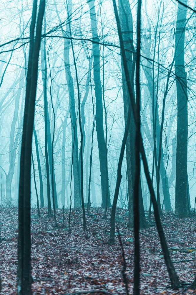 Foggy Barren Trees 6 Wall Mural