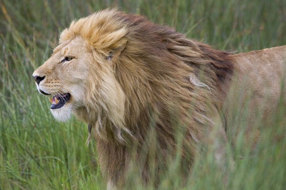 Side profile of a lion in a forest, Ngorongoro Conservation Area, Tanz