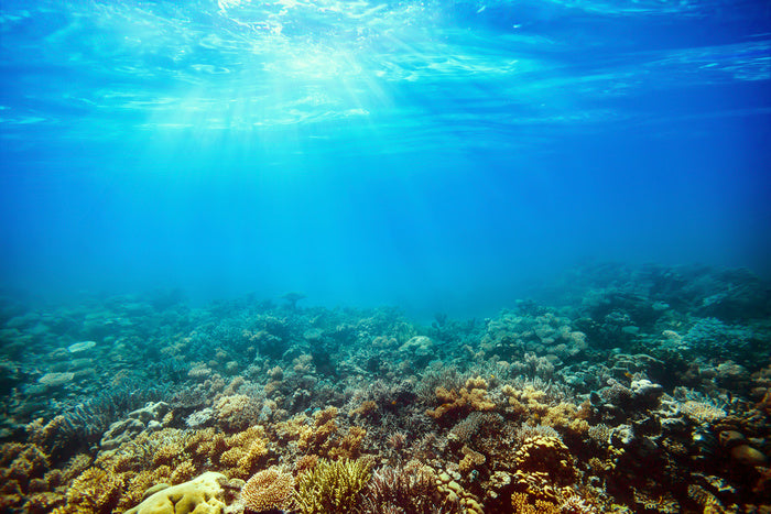 Underwater Coral Reef On The Red Sea Wall Mural