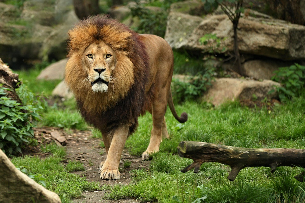 Lion Male On The Rocky Place In The Captivity African Wildlife Behind