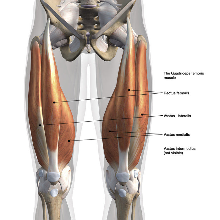 Male Anterior Quadriceps Muscles Labeled Wall Mural