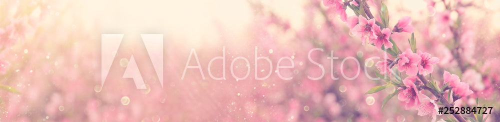 Abstract And Dreamy Banner Background Of Of Spring Blossoms Tree With