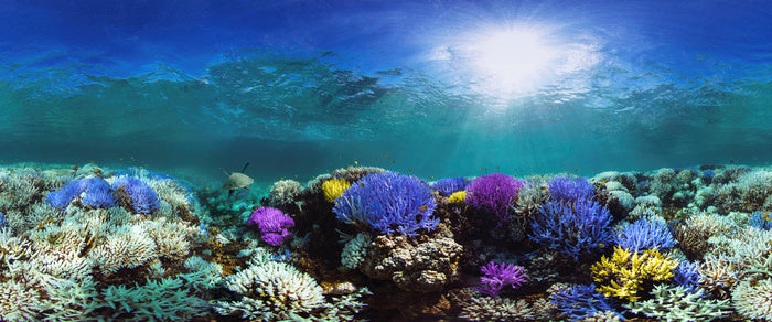 Glowing Coral Reef Wall Mural