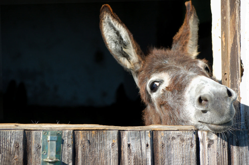 Funny Donkey Wall Mural