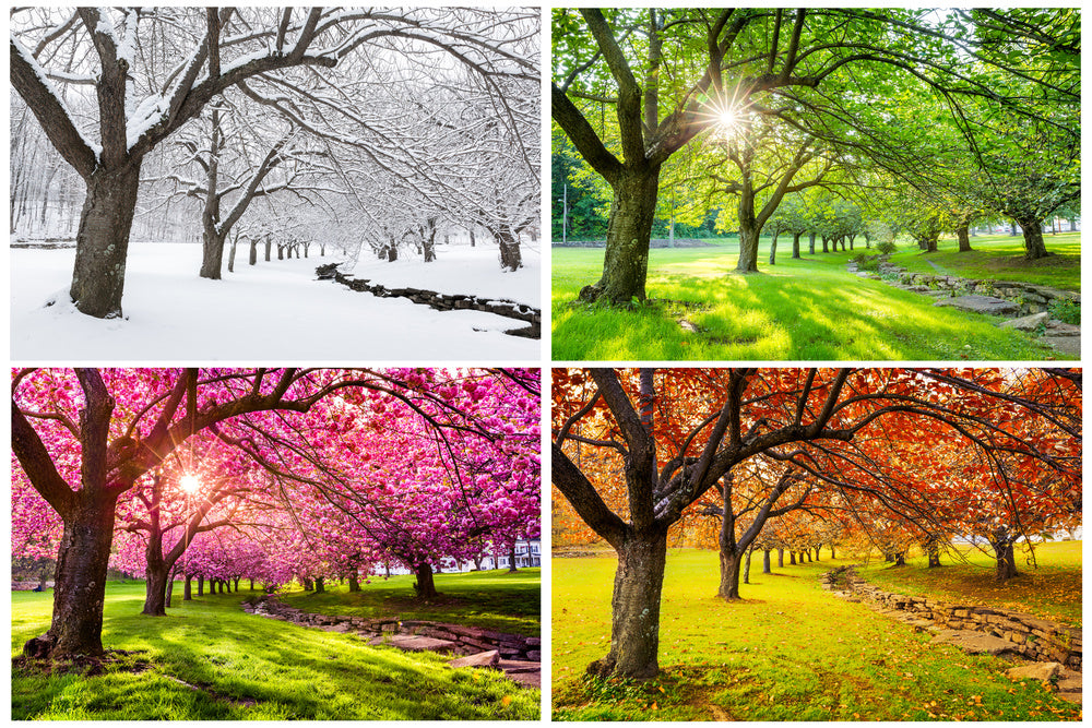 Four Seasons With Japanese Cherry Trees In Hurd Park, Dover, New Jerse