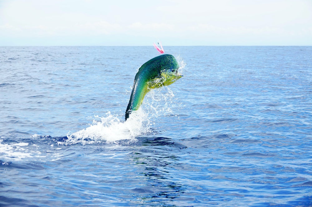 Big Bull Mahi Mahi Jumping Wall Mural