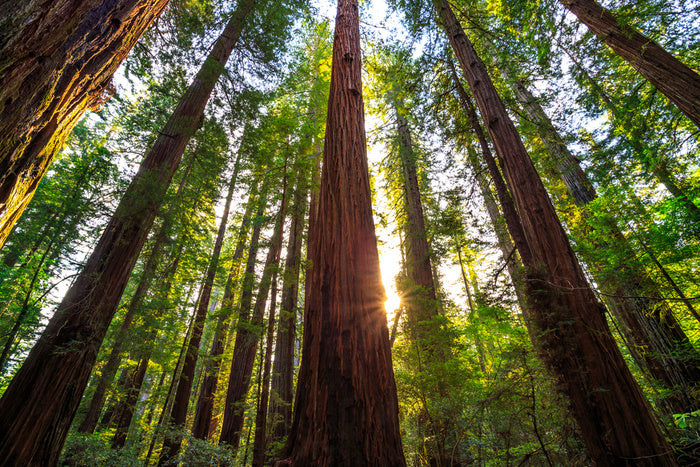 Sunrise In The Redwoods, Redwoods National & State Parks California Wa