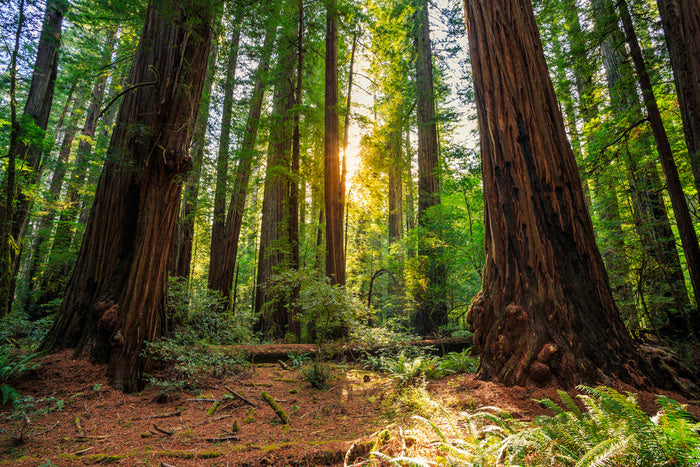 Sunrise In The Redwoods, Redwoods National & State Parks California Wa