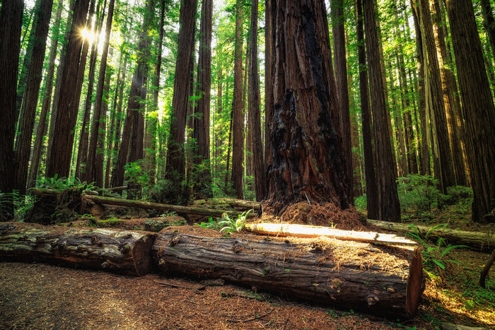Sunrise In The Redwoods, Redwoods National & State Parks California Wa