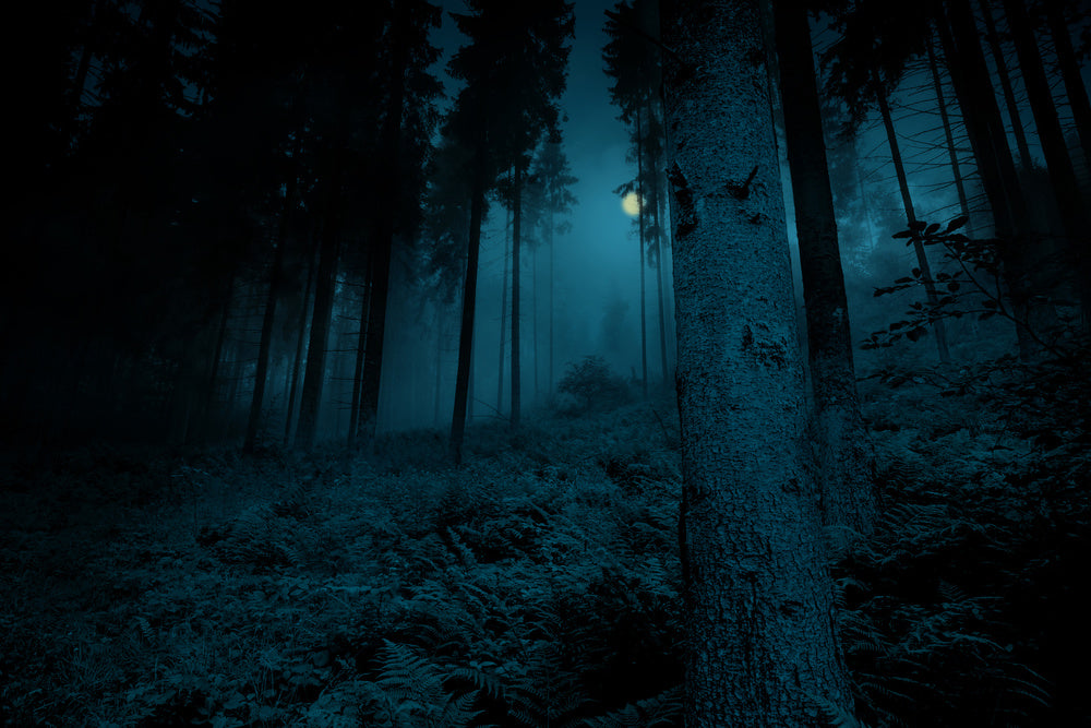 Full Moon Over The Spruce Trees Of Magic Mysterious Night Forest Hallo