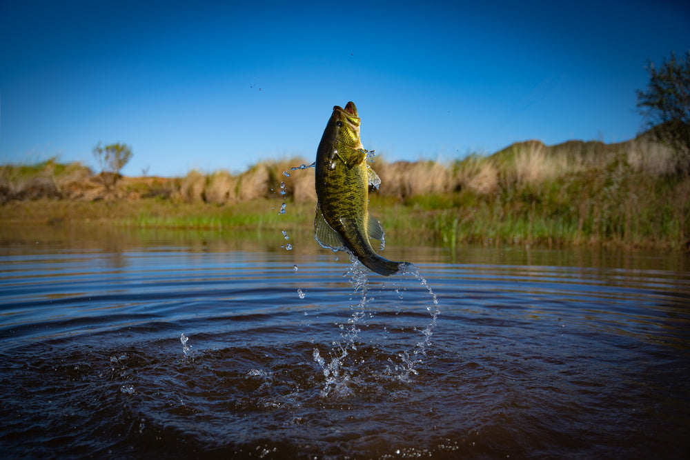 Big Bass Large Mouth - Fishing On Lake Wall Mural