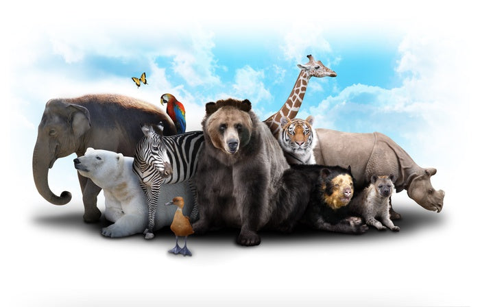 Zoo Animal Friends Wall Mural