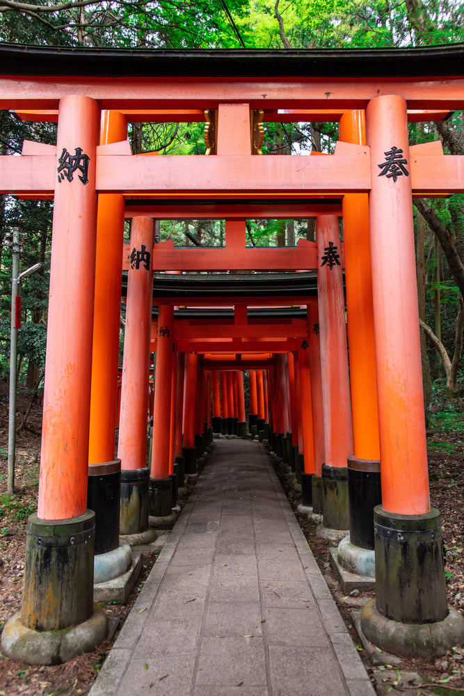 The Senbon Torii (233 Meters Thousands Of Vermilion Torii Gates) Of Fu