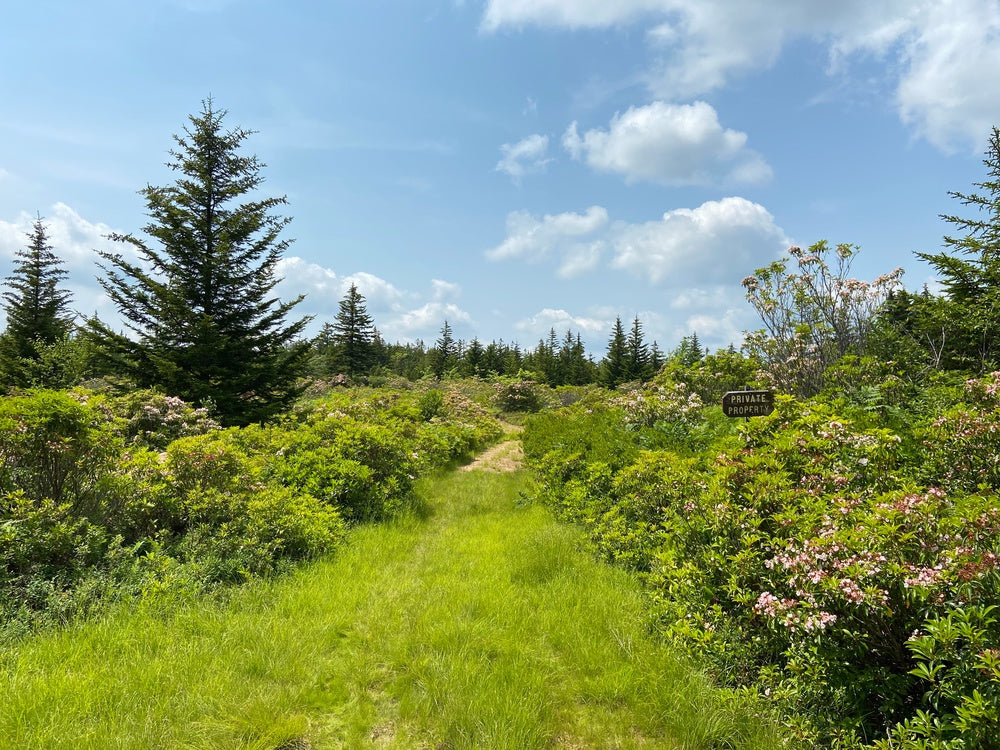 Hike - Dolly Sods Wilderness Area, WV Wall Mural