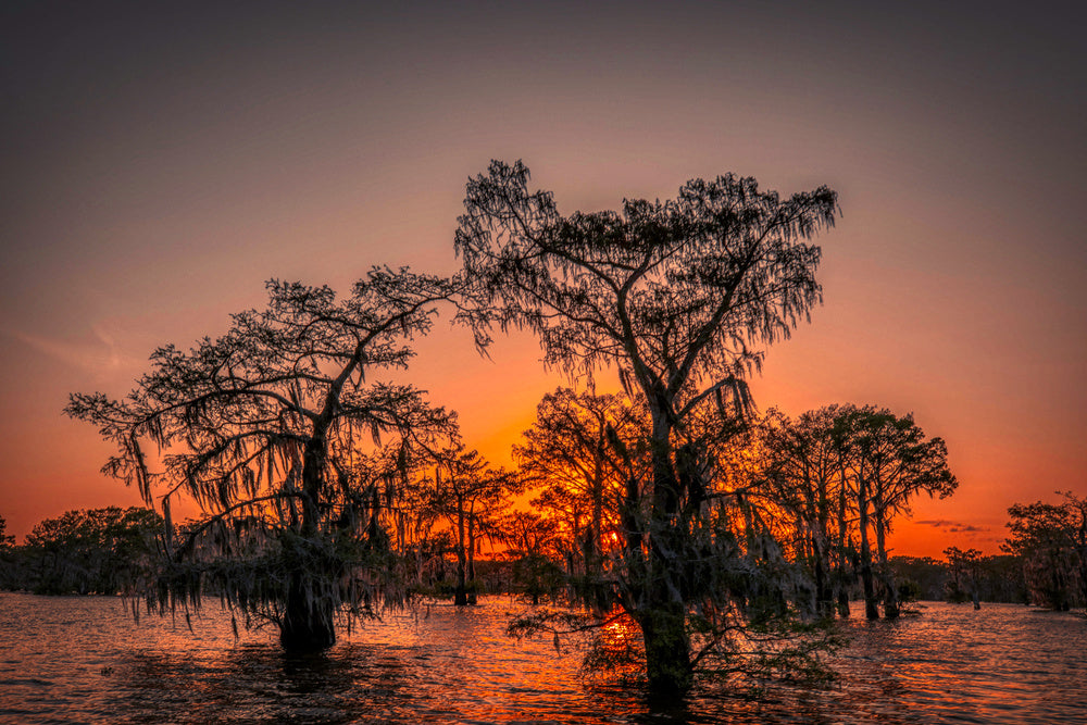 Swamp Sunset Wall Mural