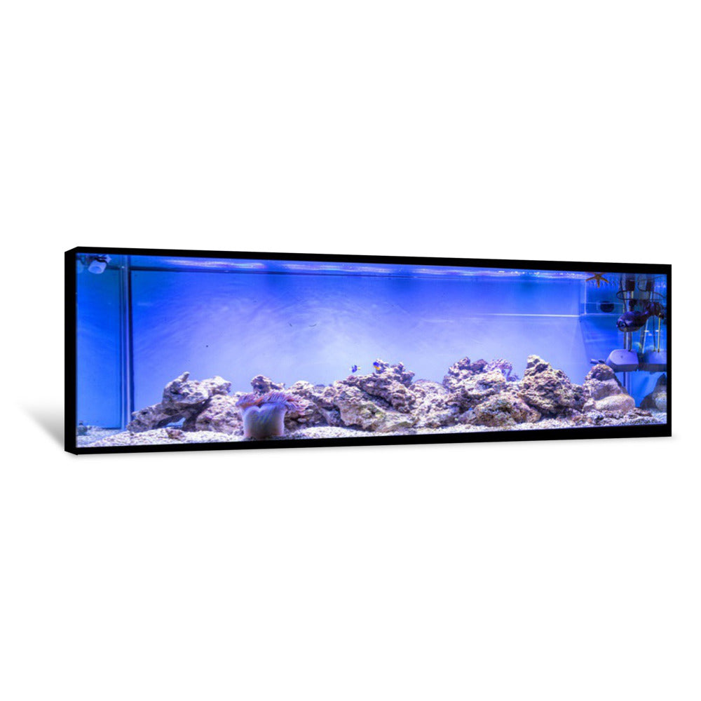 Large Panoramic Aquarium With Tropical Reef Fish Azure Damselfish (Chr