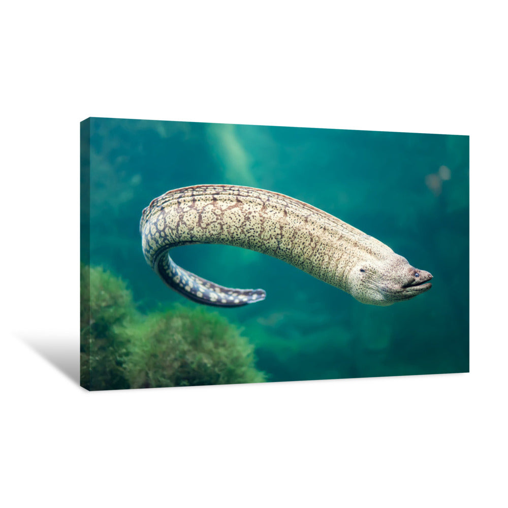 Moray Eel Canvas Print