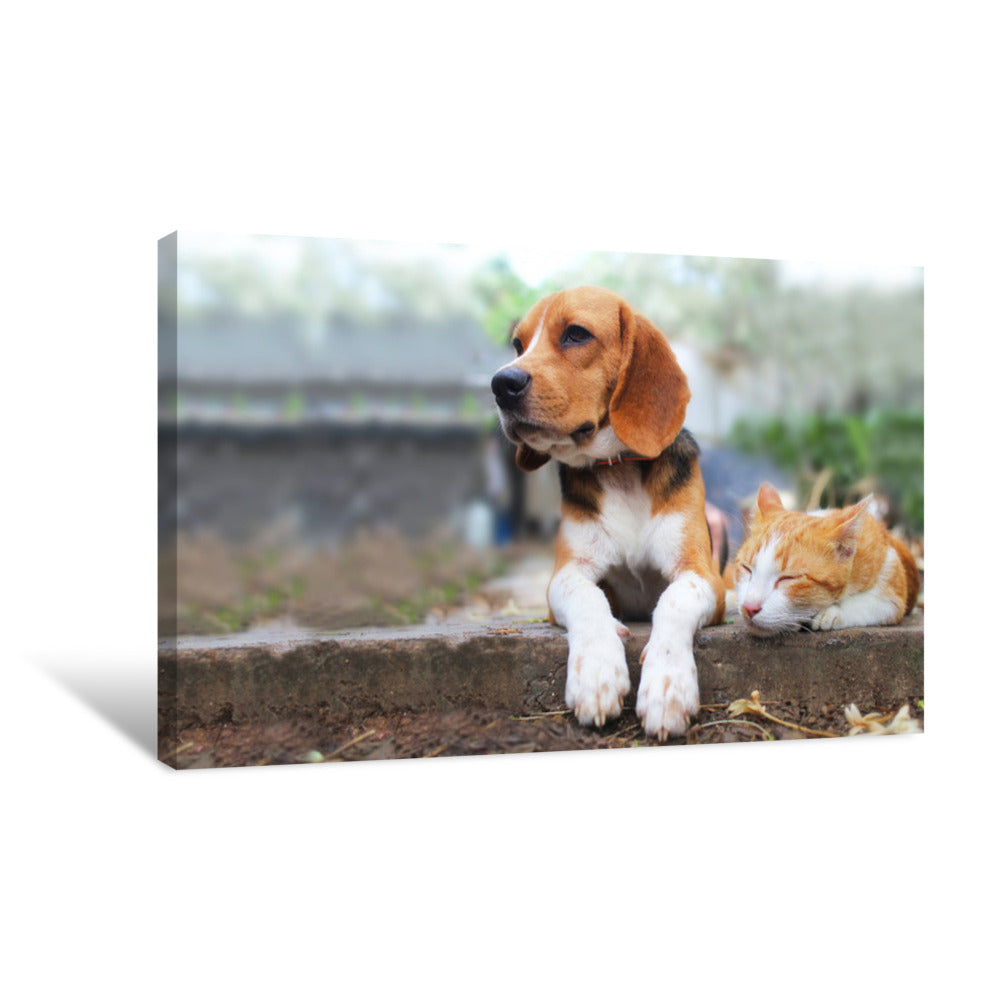 Beagle Dog And Brown Cat Lying Together On The Footpath Canvas Print