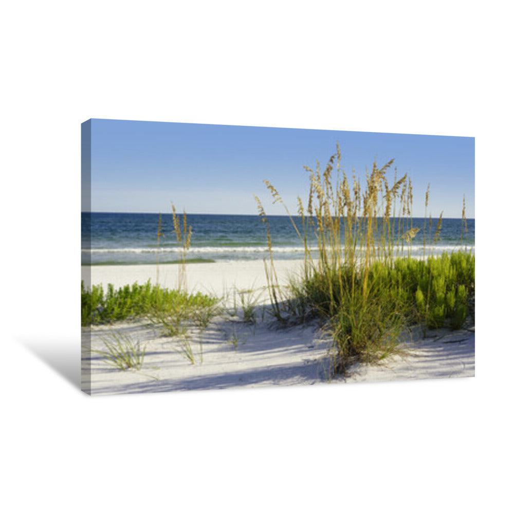 White Sands Florida Beach With Golden Sea Oats And Florida Beach Rosem