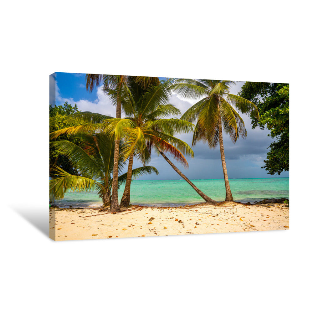 Coconut Trees On The Sandy Beach In Cuba Beautiful Paradise Island, Su