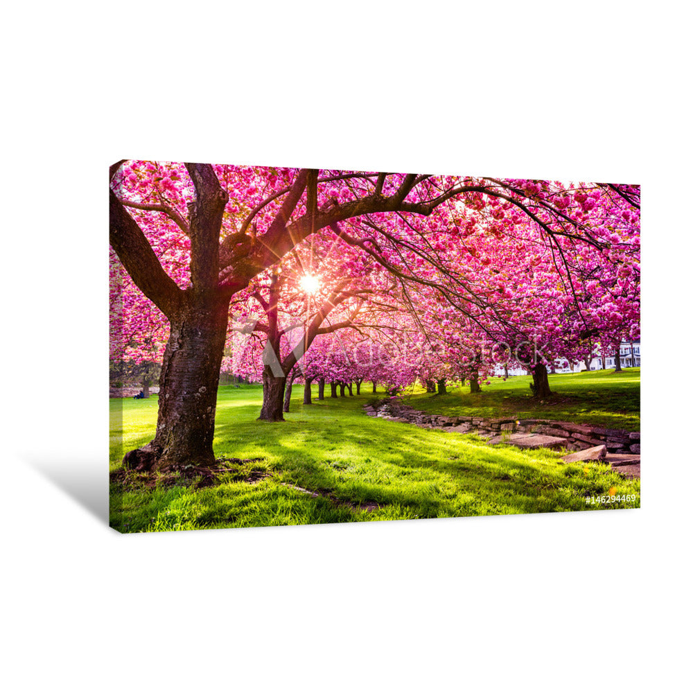 Cherry Tree Blossom Explosion In Hurd Park, Dover, New Jersey Canvas P