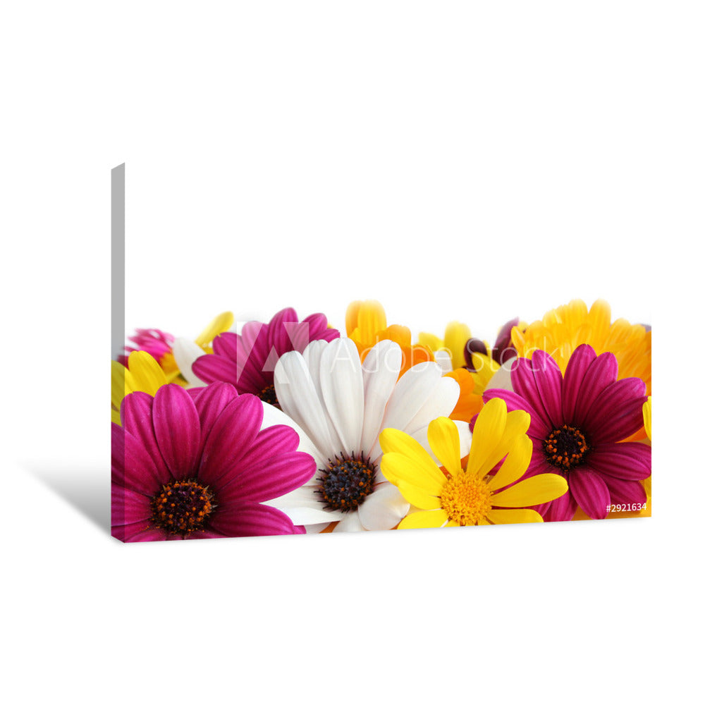 Spring Daisy Border Canvas Print