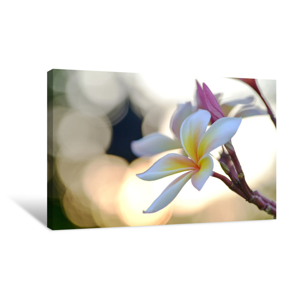 Frangipani Flowers Canvas Print