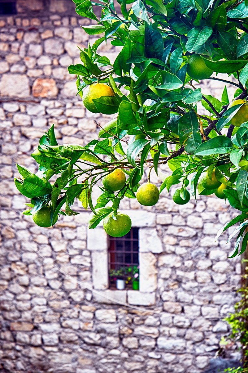Citrus Tree Wall Mural by George Oze