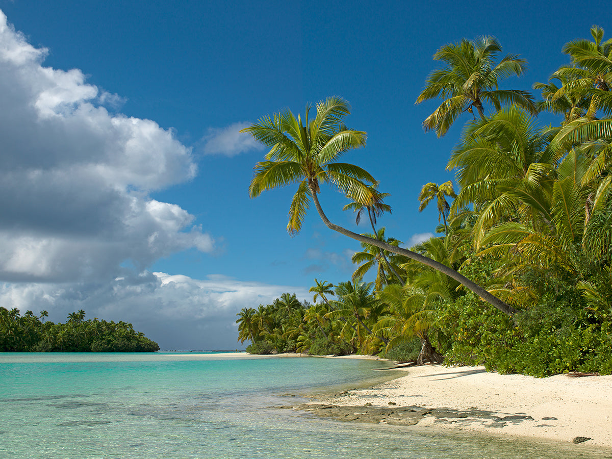 Palm Tree Cove Wall Mural