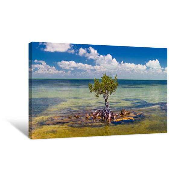 Single Mangrove Tree In The Gulf Of Mexico In The Florida Keys, Florid